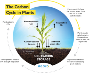 The Carbon Cycle In Plants - Agoro Carbon Alliance