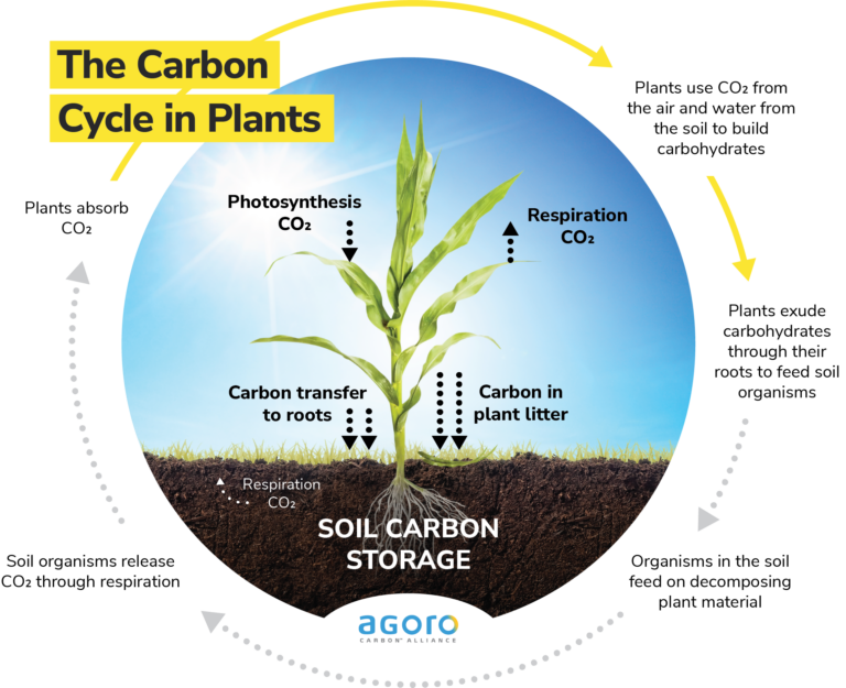 The Carbon Cycle In Plants - Agoro Carbon Alliance