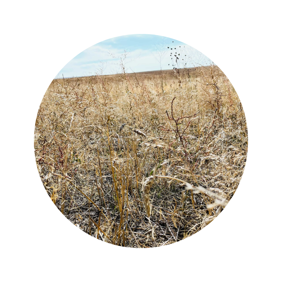 When to Seed and Fertilize Pastures: A Practical Guide - Agoro Carbon ...